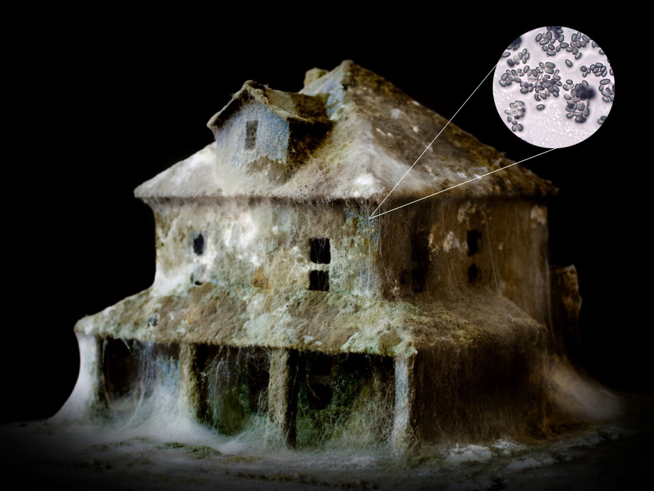 Mold In Your Home Video – See The Air